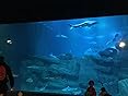 Octopus Escapes Again!: A Marine Biology Book for Kids Perfect for the ...