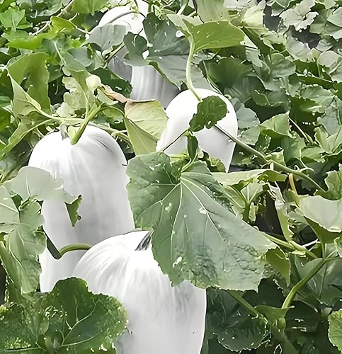 Ash Gourd Plant At Home