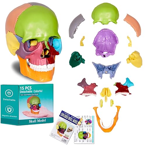 breesky Human Skull Model for Anatomy, 15 Parts Human Anatomy Exploded ...