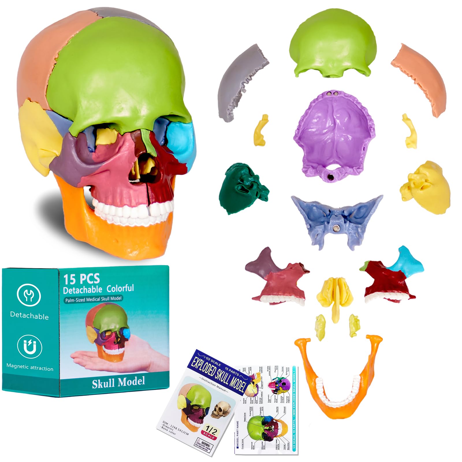 Mua breesky Human Skull Model for Anatomy, 15 Parts Human Anatomy ...