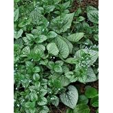 Amazon.com : Perennial Farm Marketplace Brunnera m. 'Sea Heart' (False ...