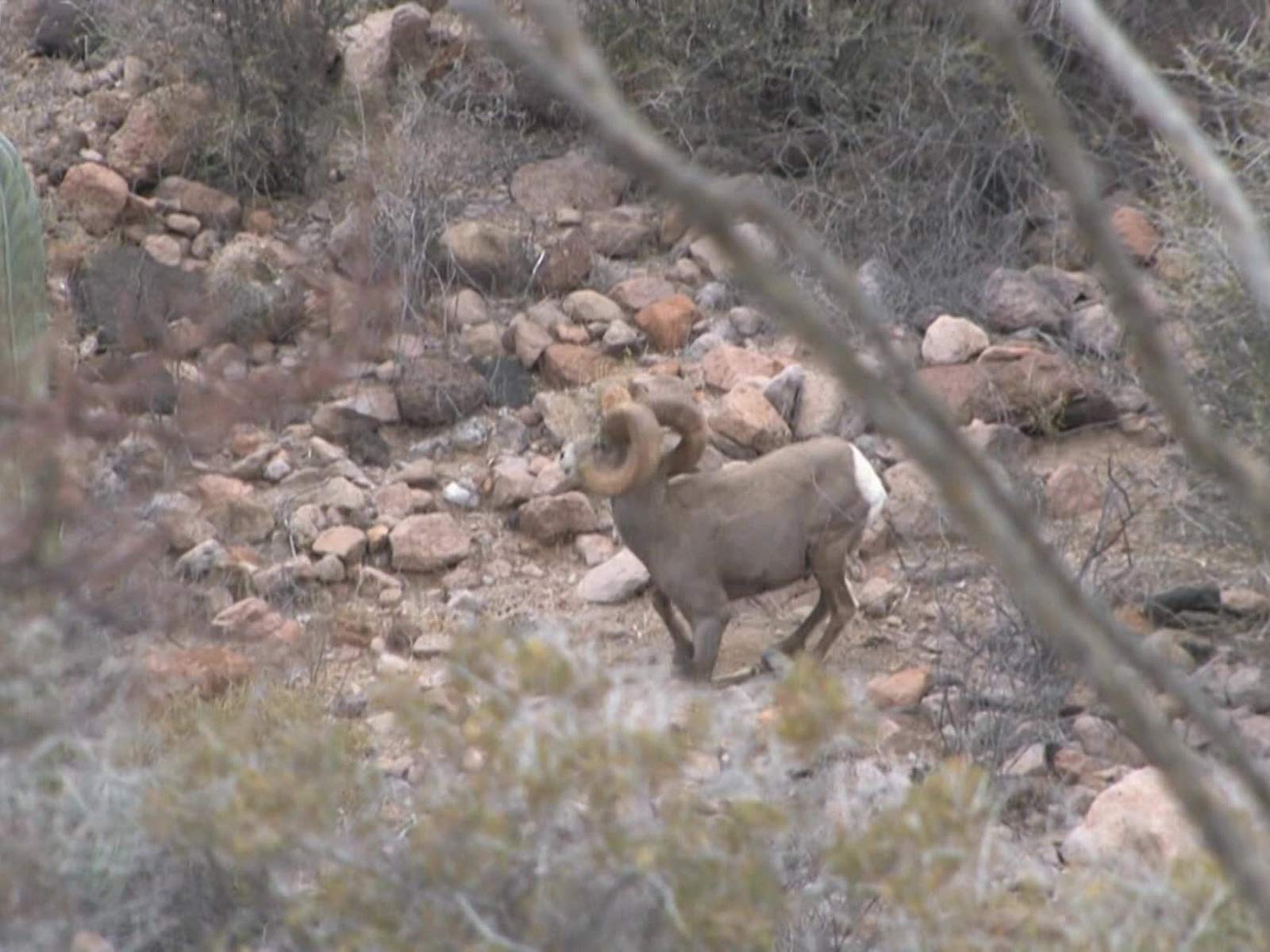 Watch Jim Shockey's The Professionals - Season 1 | Prime Video