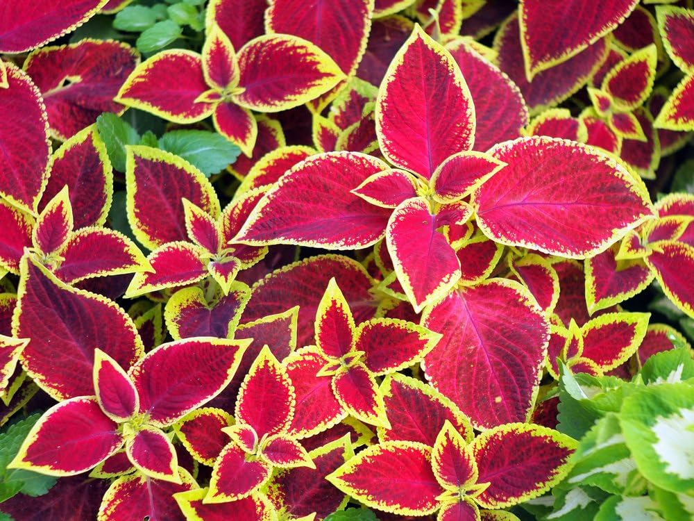 Grow Your Secret Garden Coleus Giant Exhibition Rustic Red Seeds ...