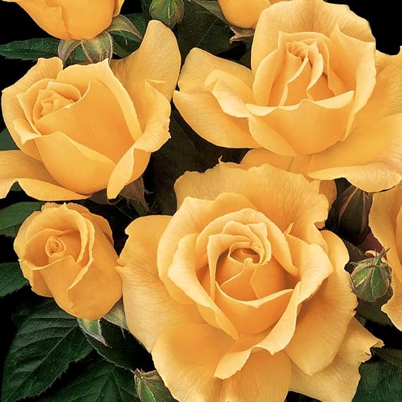 Amazon.com : Easy Going Rose Plant Own Root Floribunda Grown Organic ...