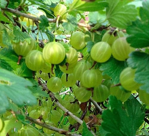 20 Plain Green Gooseberry Seeds in Kuwait | Whizz Seeds