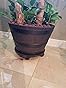 LITADA Wood Plant Caddy, Walnut: Amazon.ca: Tools & Home Improvement