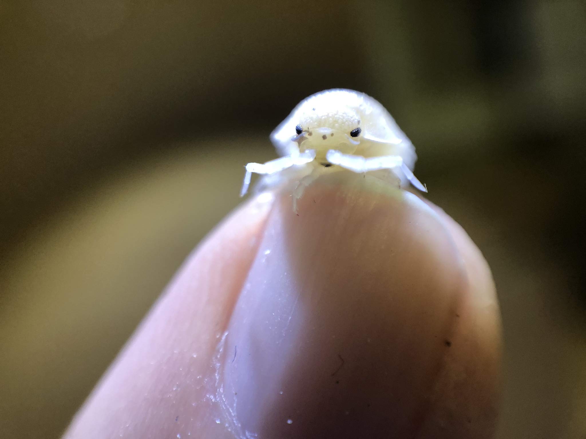 Mua Pocket Pets Yeti Porcellio Lavis Roly Polys! Rolie Polie Isopods (5 ...