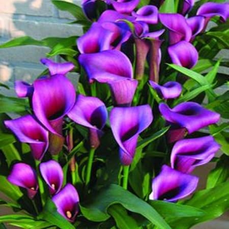 Beautytalk Seeds- 100pcs"Calla pasja" Zantedeschia Calla Seeds Colorful ...