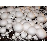 Amazon.com: White Button Mushroom Growing Kit ~ Easy to Grow Your Fresh ...