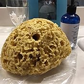Amazon.com: Sea Wool Sponge 6-7" (X-Large) by Bath & Shower Express ...