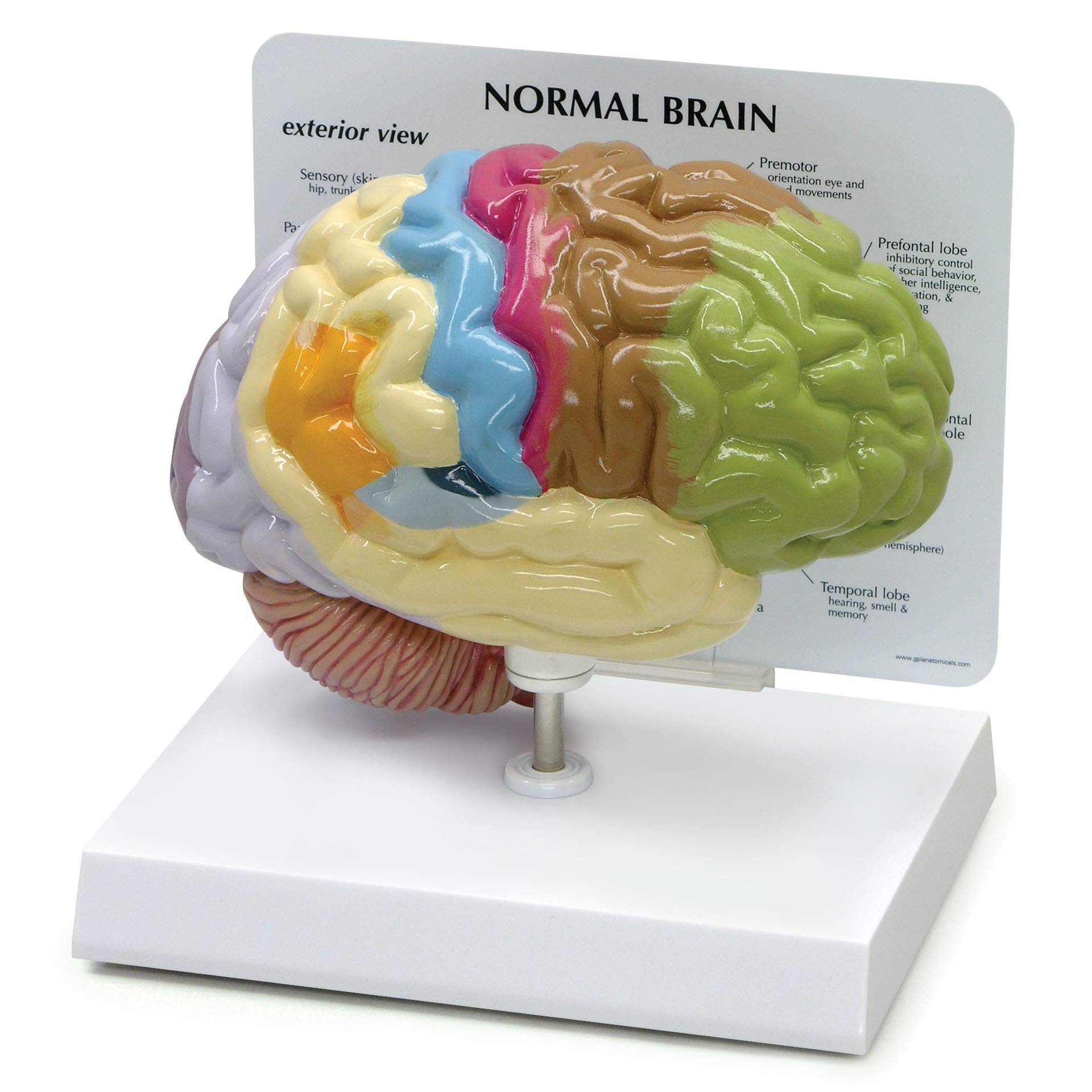 Mua GPI Anatomicals - Half Brain Model, Normal Right-Half Brain with ...