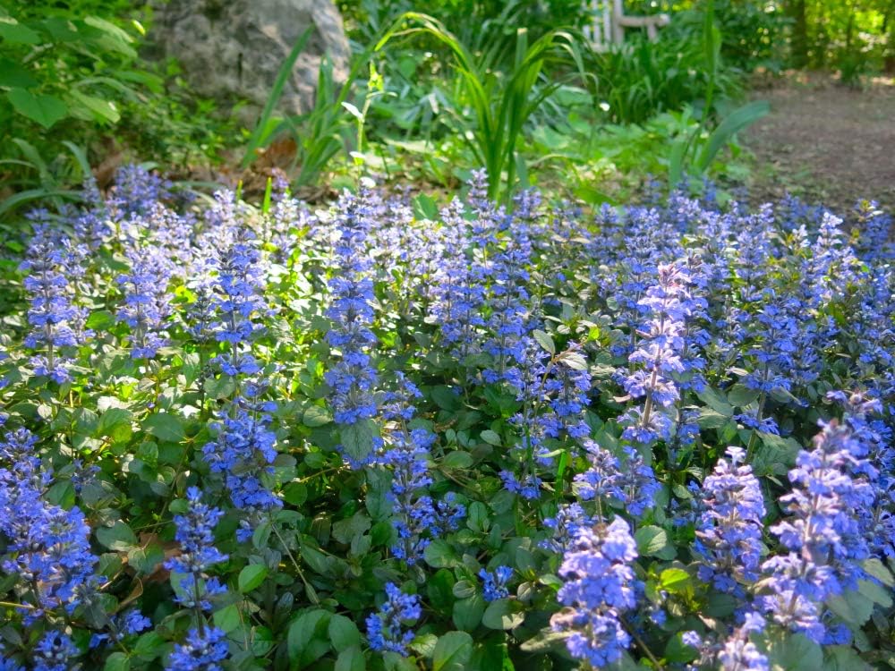 Ajuga reptans 40 Seeds, Bugleweed - Low Growing Perennial, groundcover ...