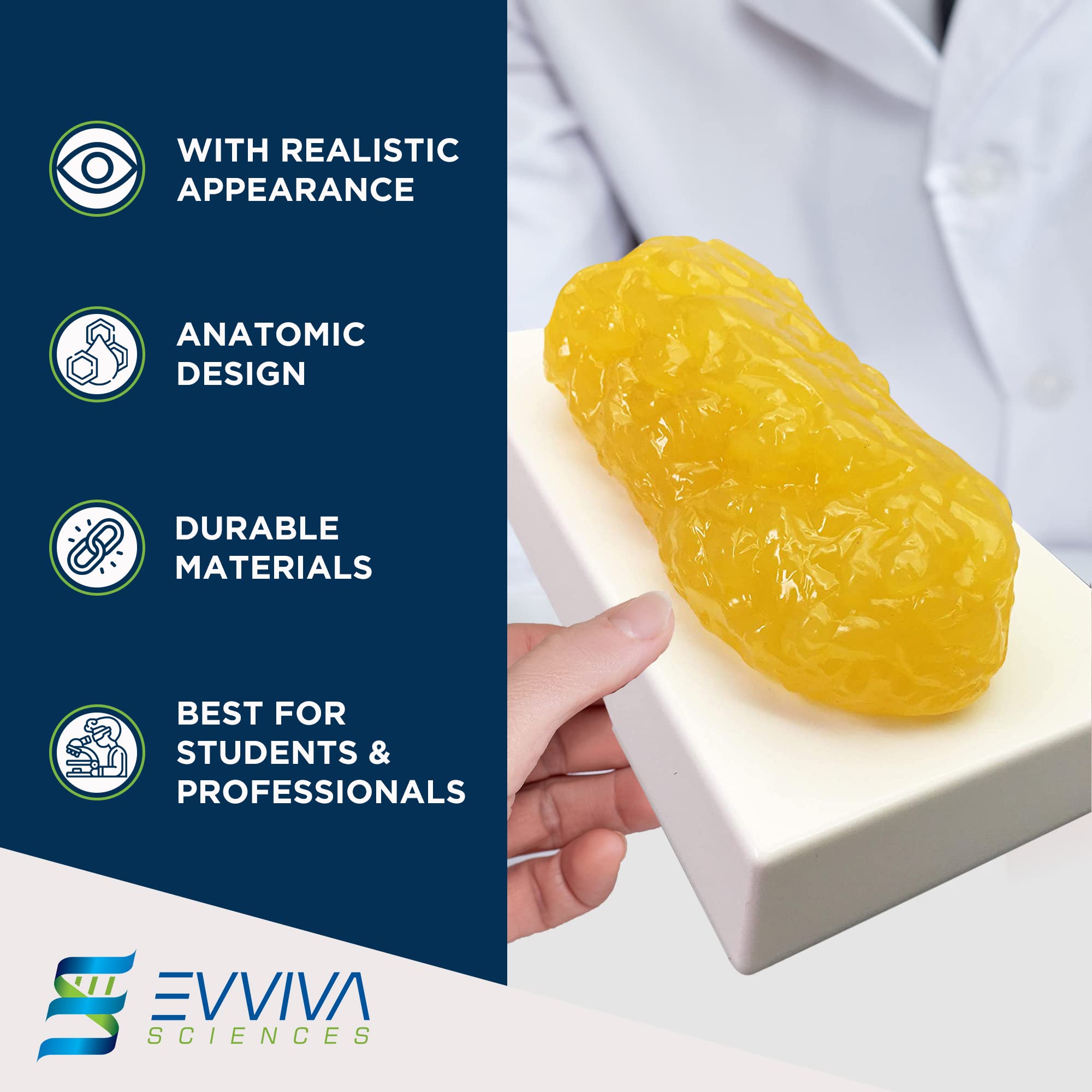 Mua Amazing Human Body Muscle & Fat Replica 1lb by Evviva Sciences ...