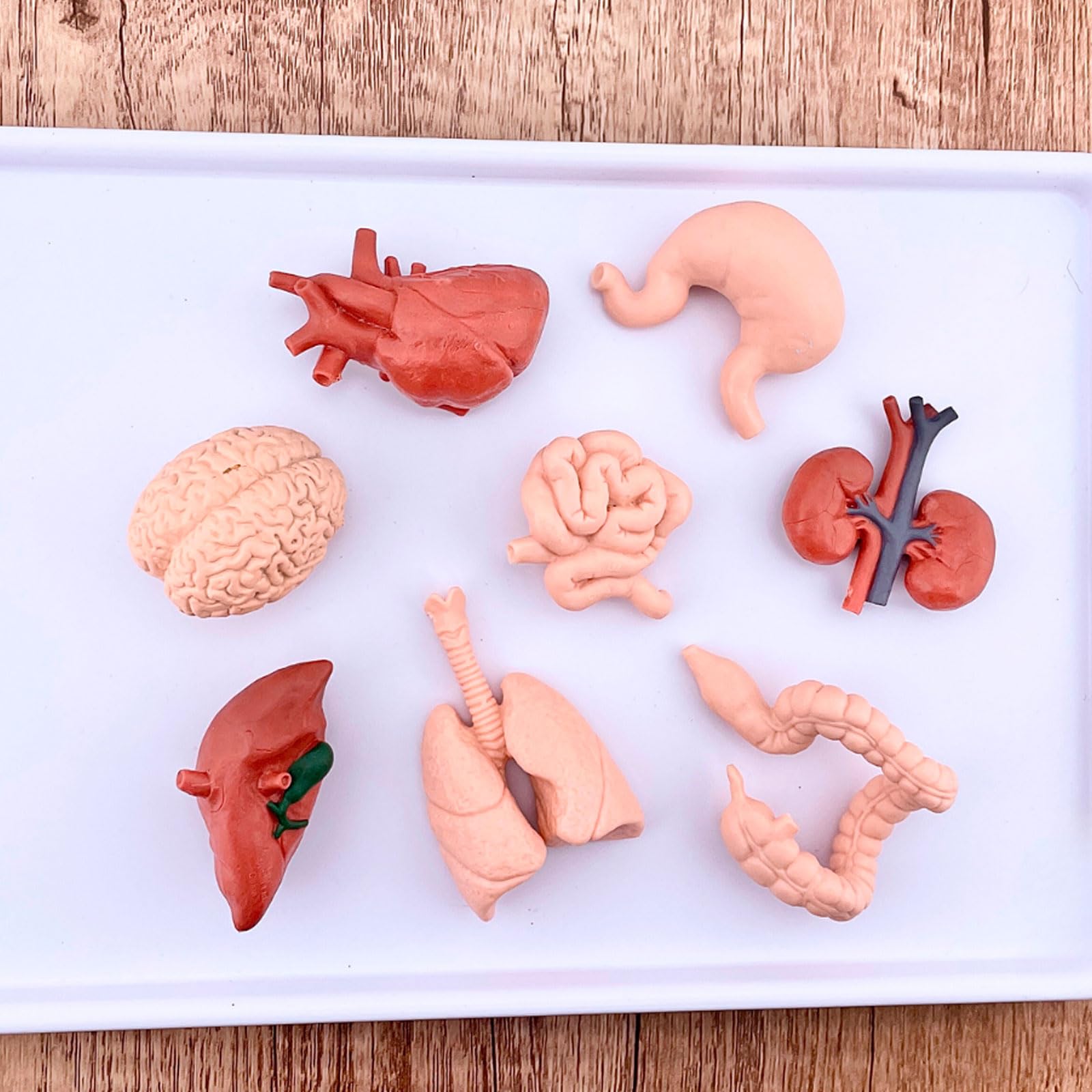 Mua Human Organs TOOB - 8 Mini Figurines Including Brain, Heart, Lungs ...