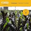 Costa Farms Raven ZZ Plant and Snake Plant Bundle - Easy to Grow Indoor ...