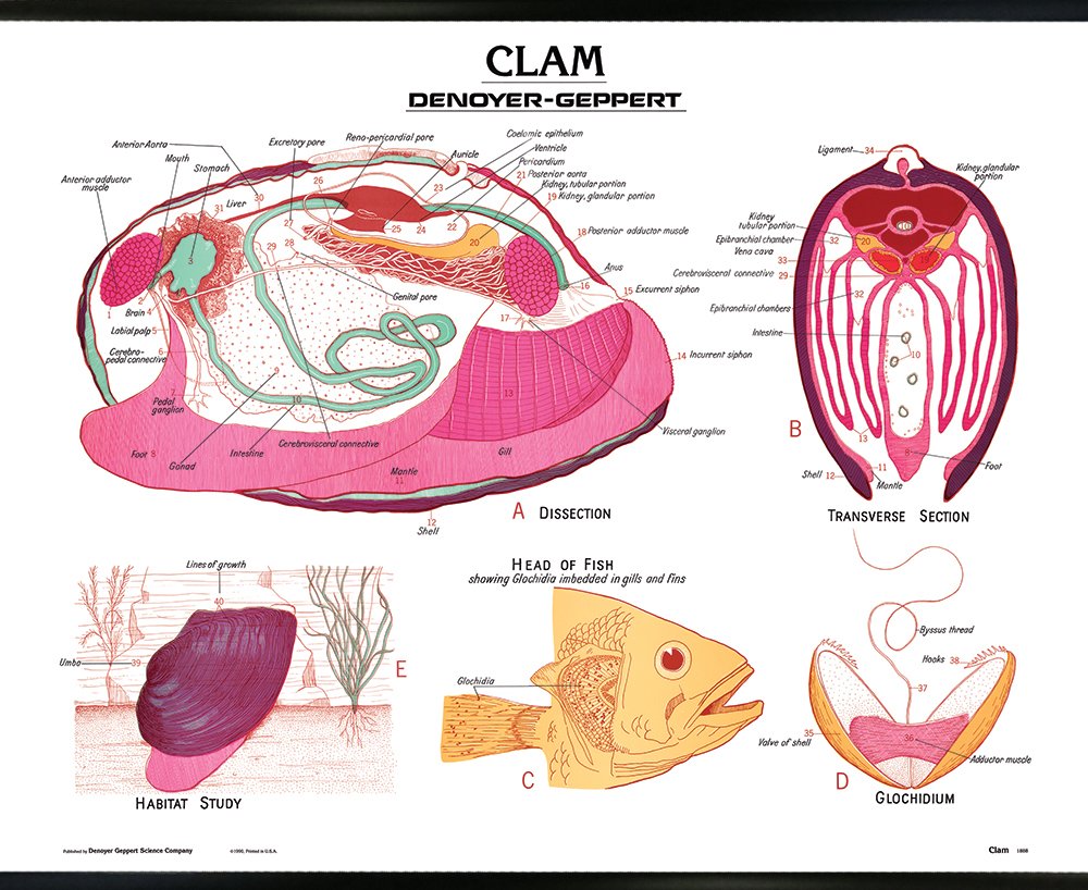 Clam Chart Wall Chart, with plastic edging for hanging: Amazon.com ...