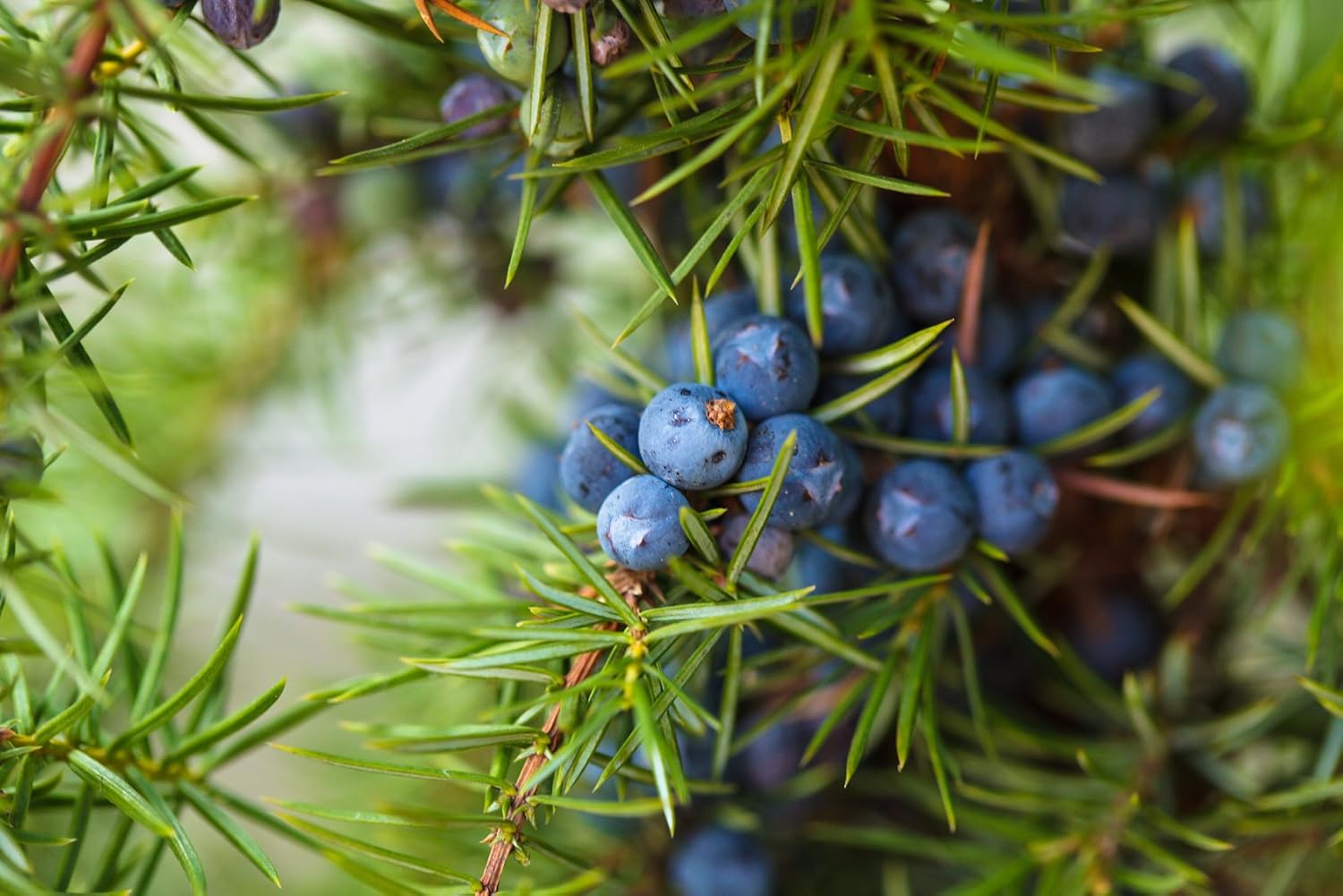 Gemeiner Wacholder Juniperus communis 45 Samen: Amazon.de: Garten