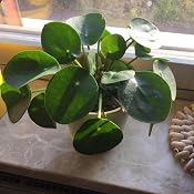 Pilea peperomioides - Glückstaler - Chinesischer Geldbaum ...