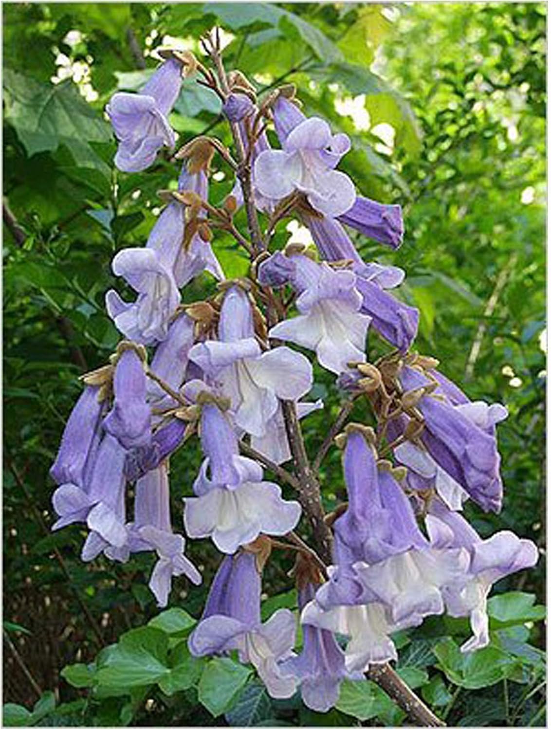 Foxglove Tree Paulownia tomentosa Great Architectural Plant, Strong ...