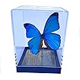 Amazon.com: Blue Morpho Menelaus 3D Framed Real Butterfly - Table Top ...