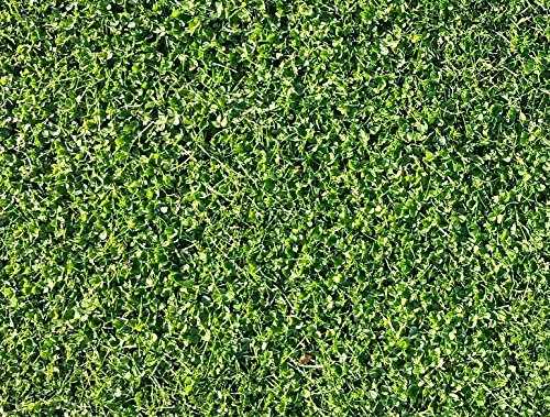 Amazon.com : Microclover Seed (1000 SQFT) : Garden & Outdoor