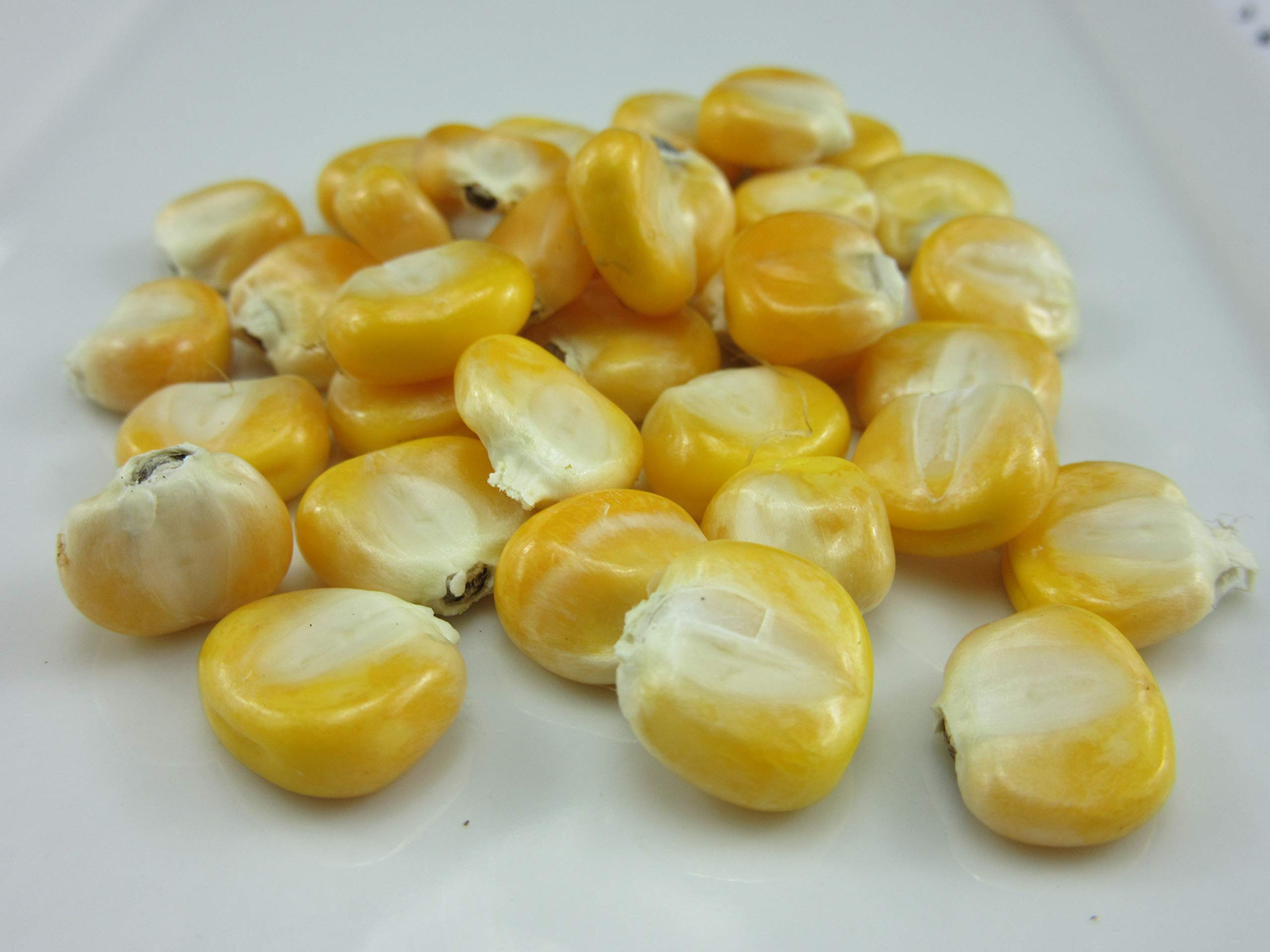 Buy 1205-Giant Goliath Corn Yellow (Zea Mays) by Robsrareandgiant ...