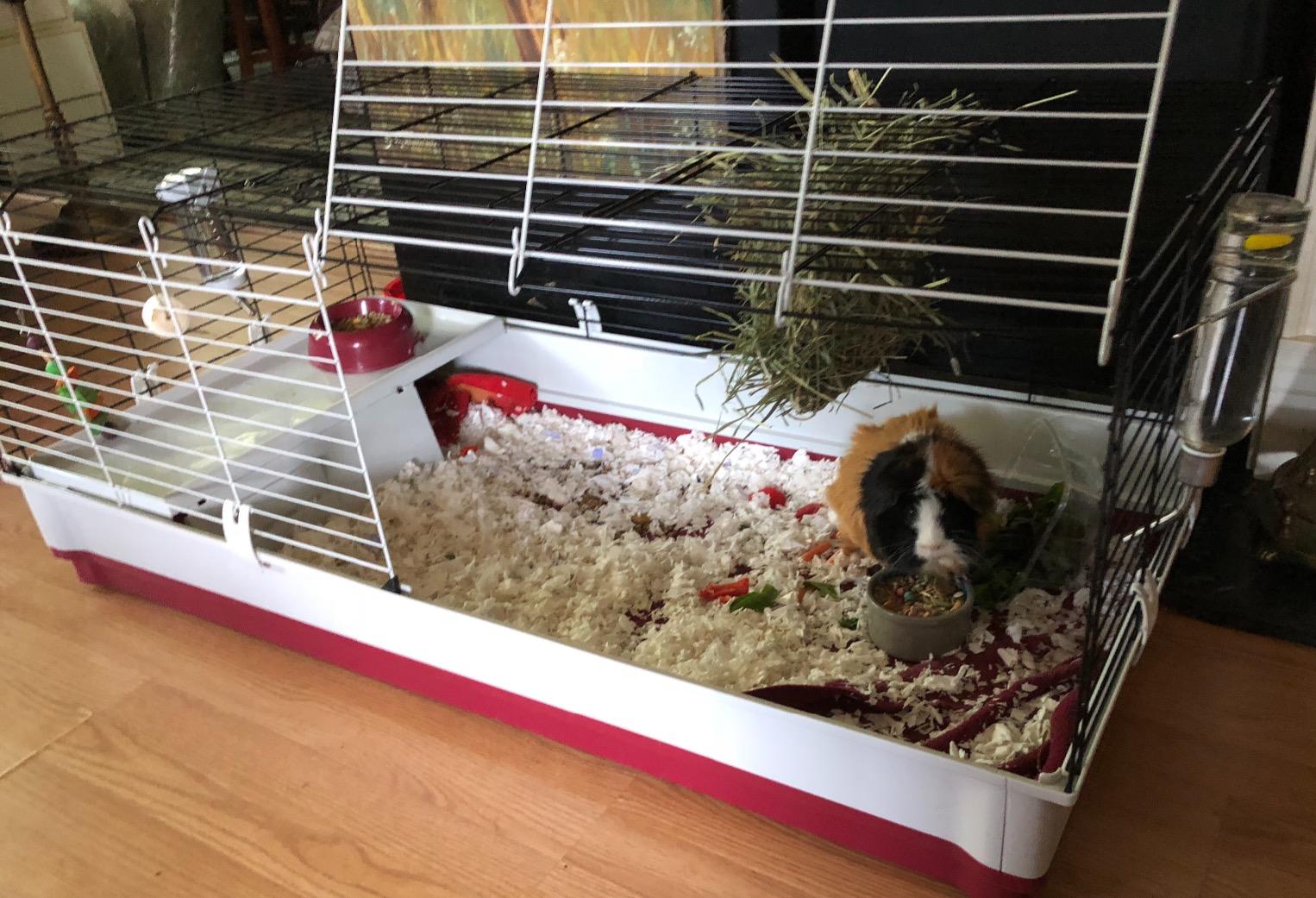 $13/mo - Finance MidWest Homes for Pets Wabbitat Deluxe Rabbit Home Kit ...