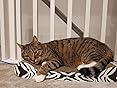 Catit Tiger Design Patterned Scratching Board with Catnip, Lounge ...