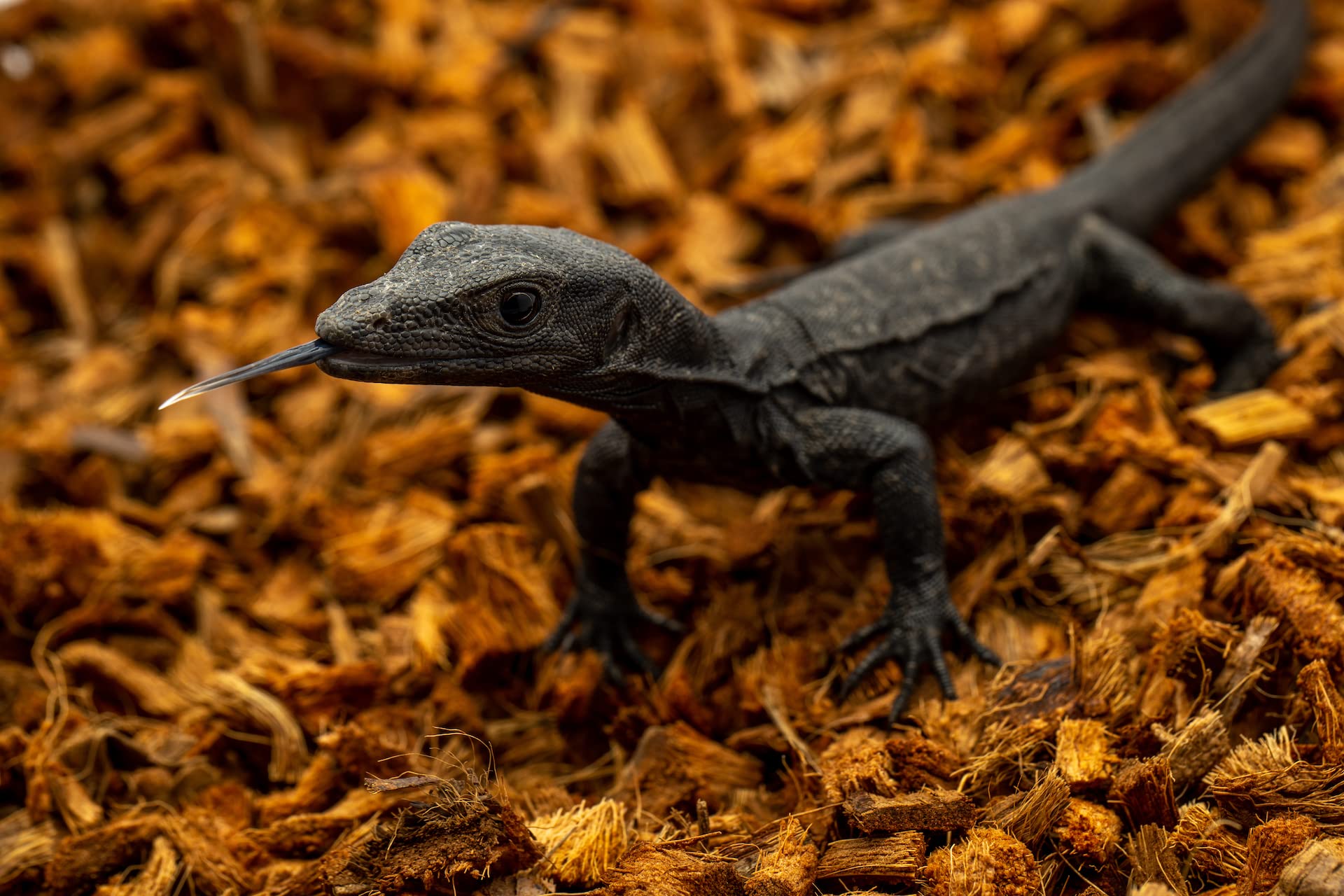 Mua RediChip Reptile Bedding Loose Medium Coconut Chip 36 Quart Coco ...