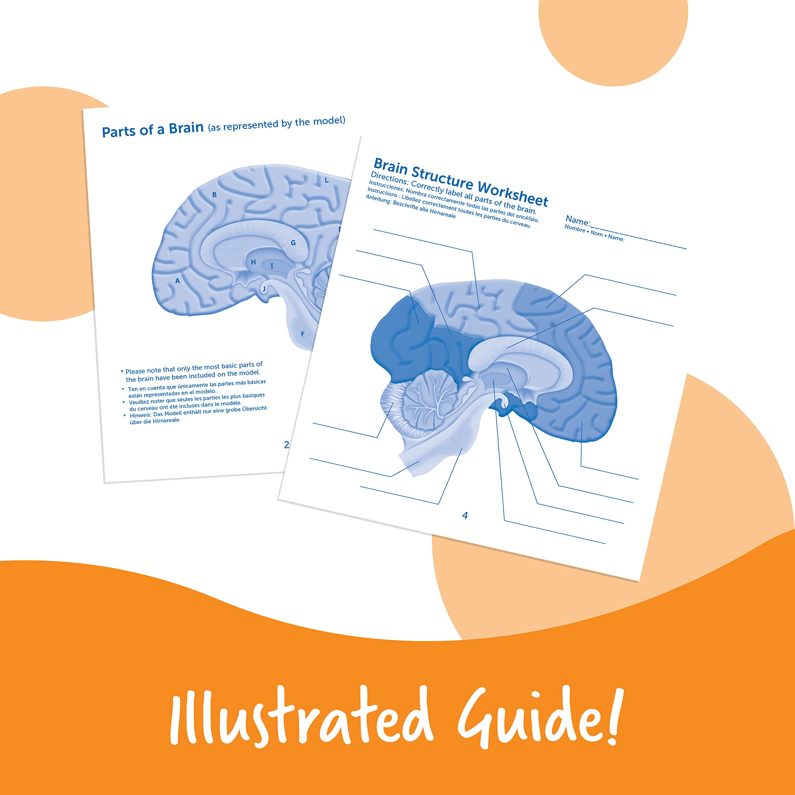 Mua Learning Resources Cross-section Brain Model - 2 Pieces, Ages 7 ...