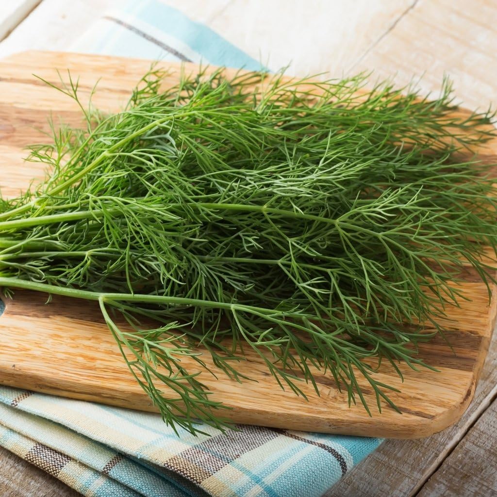 GROSEEDS - Herb Seeds, Dill - Dill Dukat, H-DIL-01, 750 Seeds Minimum ...