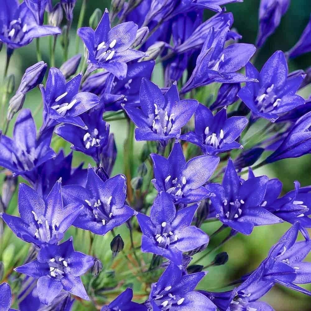 20 x Brodiaea Queen Fabiola – Clusters of Deep Blue Flowers – Summer ...