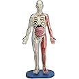 Amazon.com: SmartLab Toys Squishy Human Body with 21 Removable Body ...
