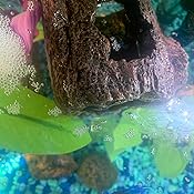 Zoo Med Floating Betta Log: Amazon.ca: Pet Supplies