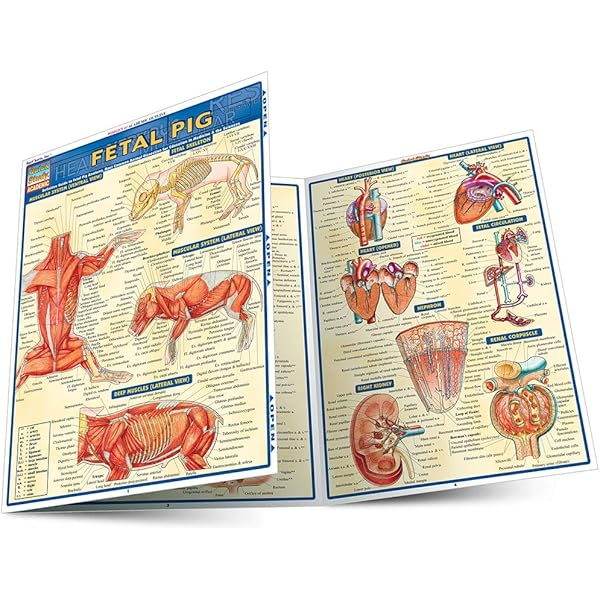 Fetal Pig Brain Diagram Photo Manual & Dissection Guide Of The Fetal