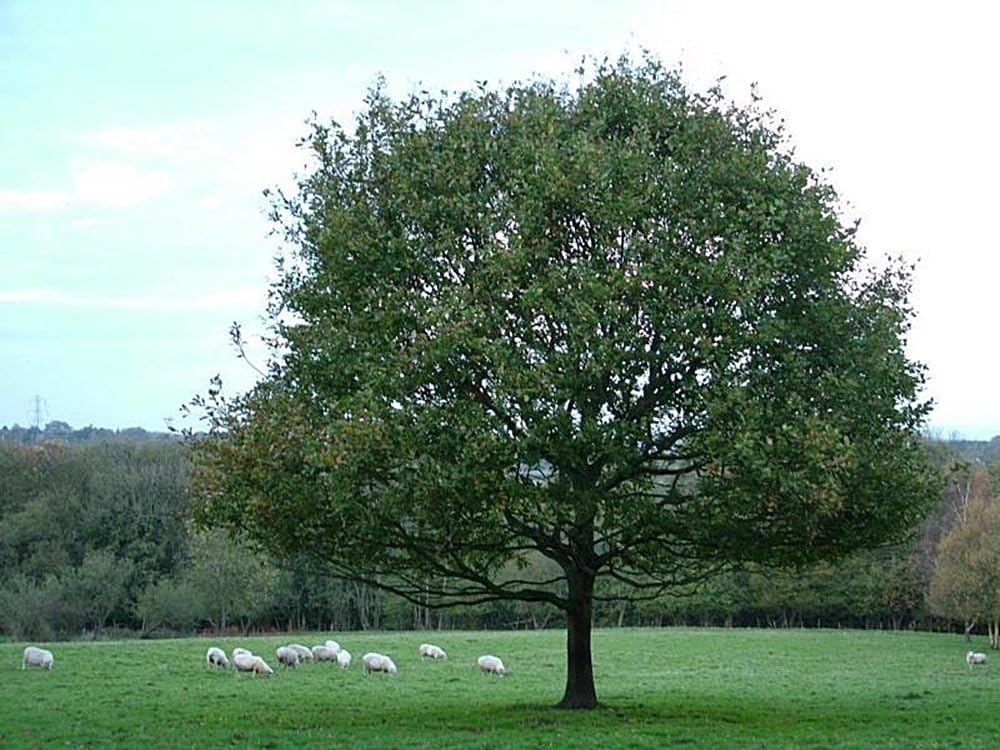 10 English Oak Field Grown Bare Root 3-4 ft (90-120cm) Hedging Plants ...