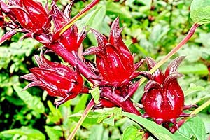 Amazon.com : Roselle Vegetable_230_Seeds for Health from Thailand_HERB ...