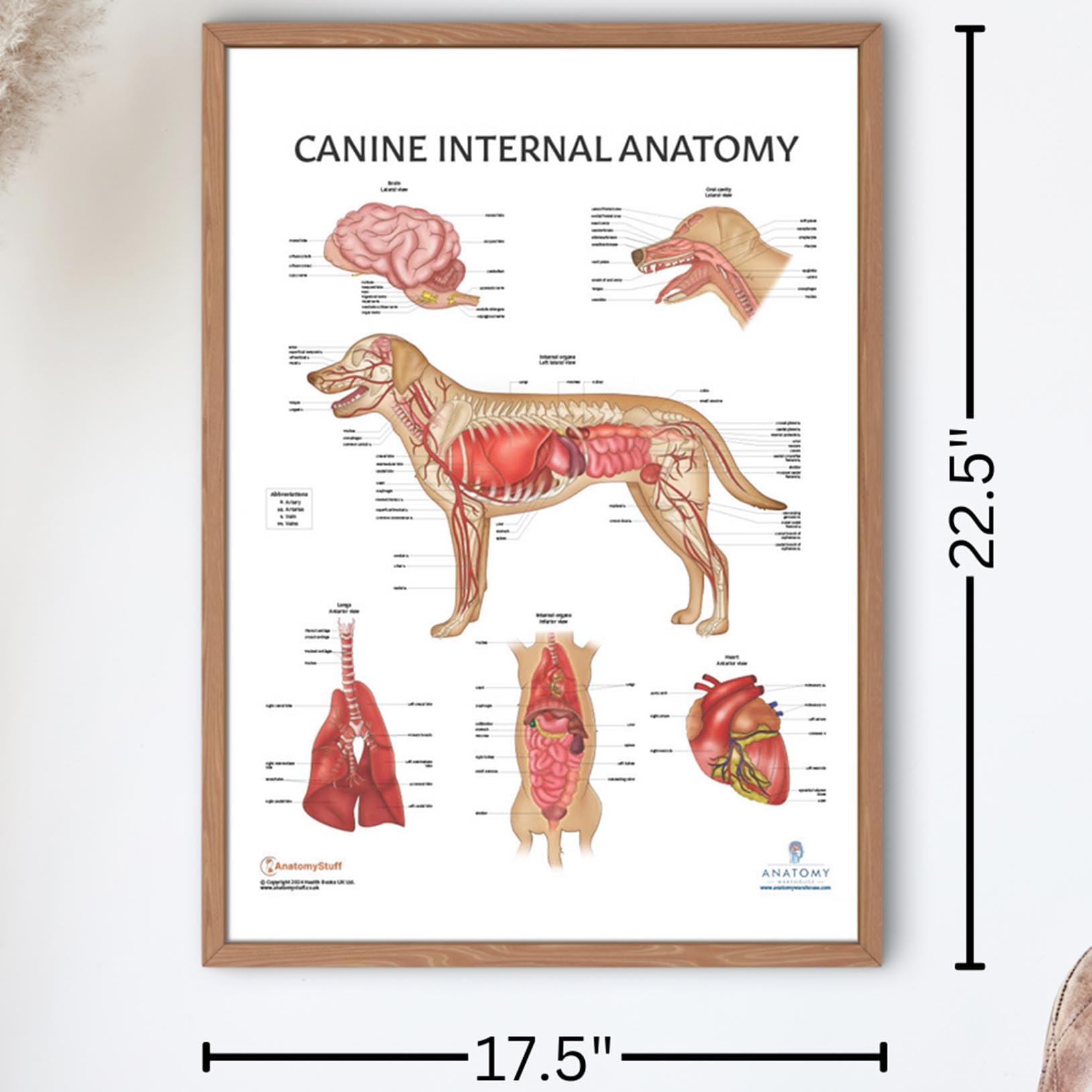 Mua Anatomy Lab Canine Internal Anatomy Poster, LAMINATED, Veterinary ...