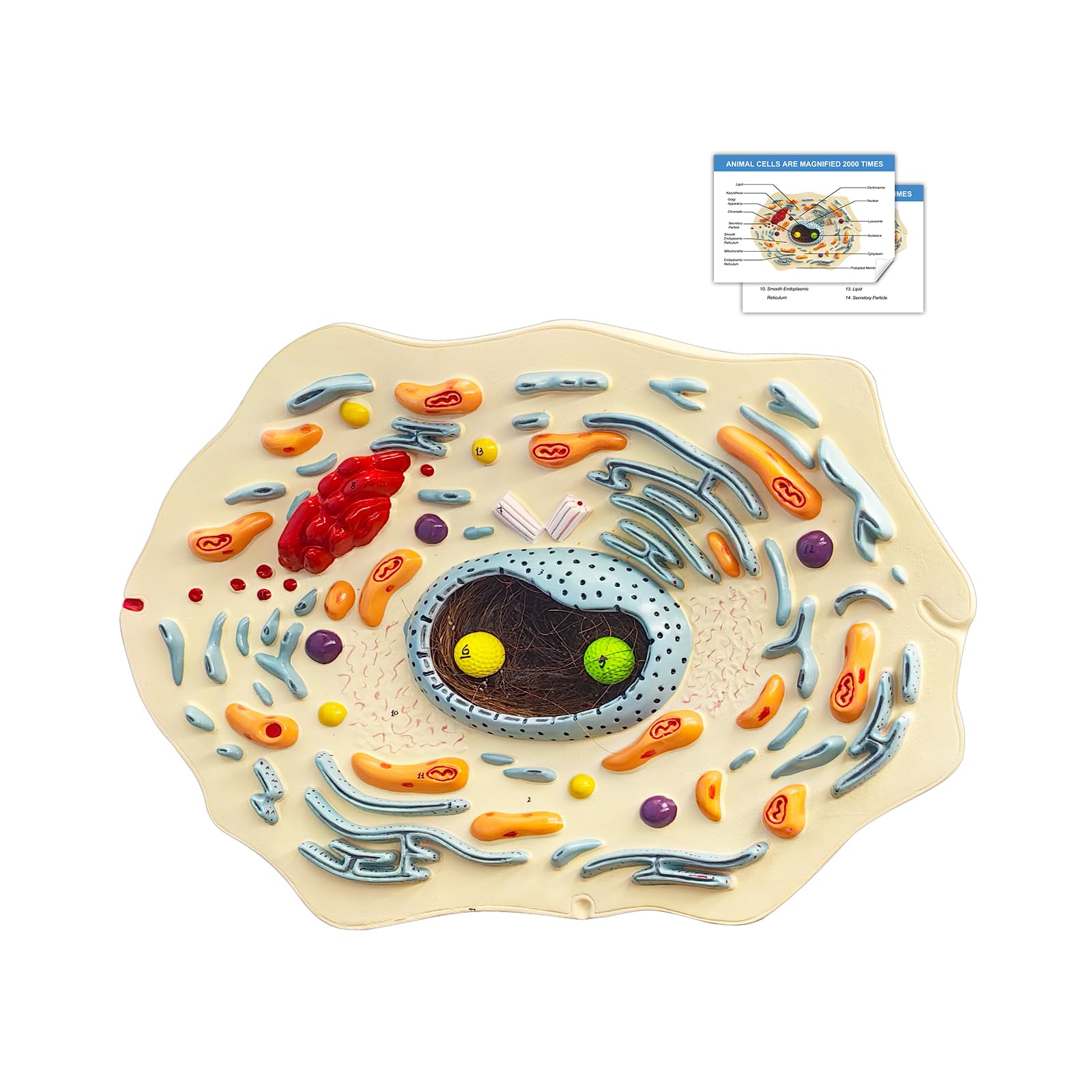 Mua Animal Cell Anatomy Model, Cross-Section Animal Cell Model with ...