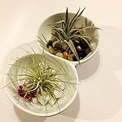 Amazon.com: 12 Pcs Tillandsia Air Plant Lot/Kit Includes 11 Plants and ...