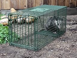 Amazon.com: Duke Traps Heavy Duty Large Cage Trap: Sports & Outdoors