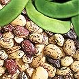 Amazon.com : TomorrowSeeds - Jackson Wonder Lima Bean Seeds - 30+ Count ...
