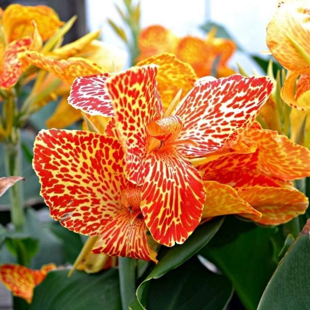 2pcs Canna Bulbs Purple Canna Lily Flower Bulbs Beautiful Flower Bulbs ...