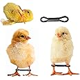 Amazon.com : Shitailu 100 Pieces Baby Chicken Splay Leg Hobble Brace ...