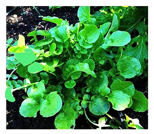 1000 Watercress Seeds - Delicious Additions to Salads in Kenya | Whizz ...