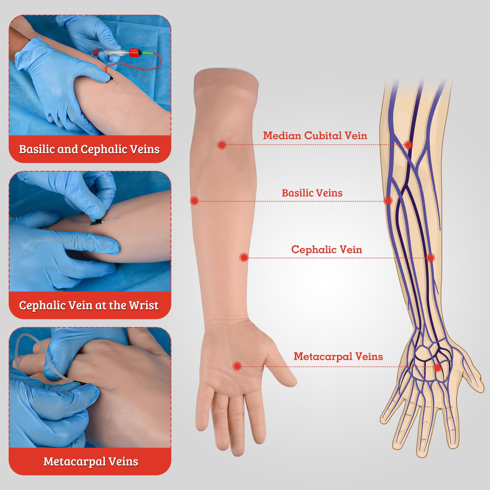 Mua SimCoach Phlebotomy Practice Kit, IV Practice Kit with Phlebotomy ...