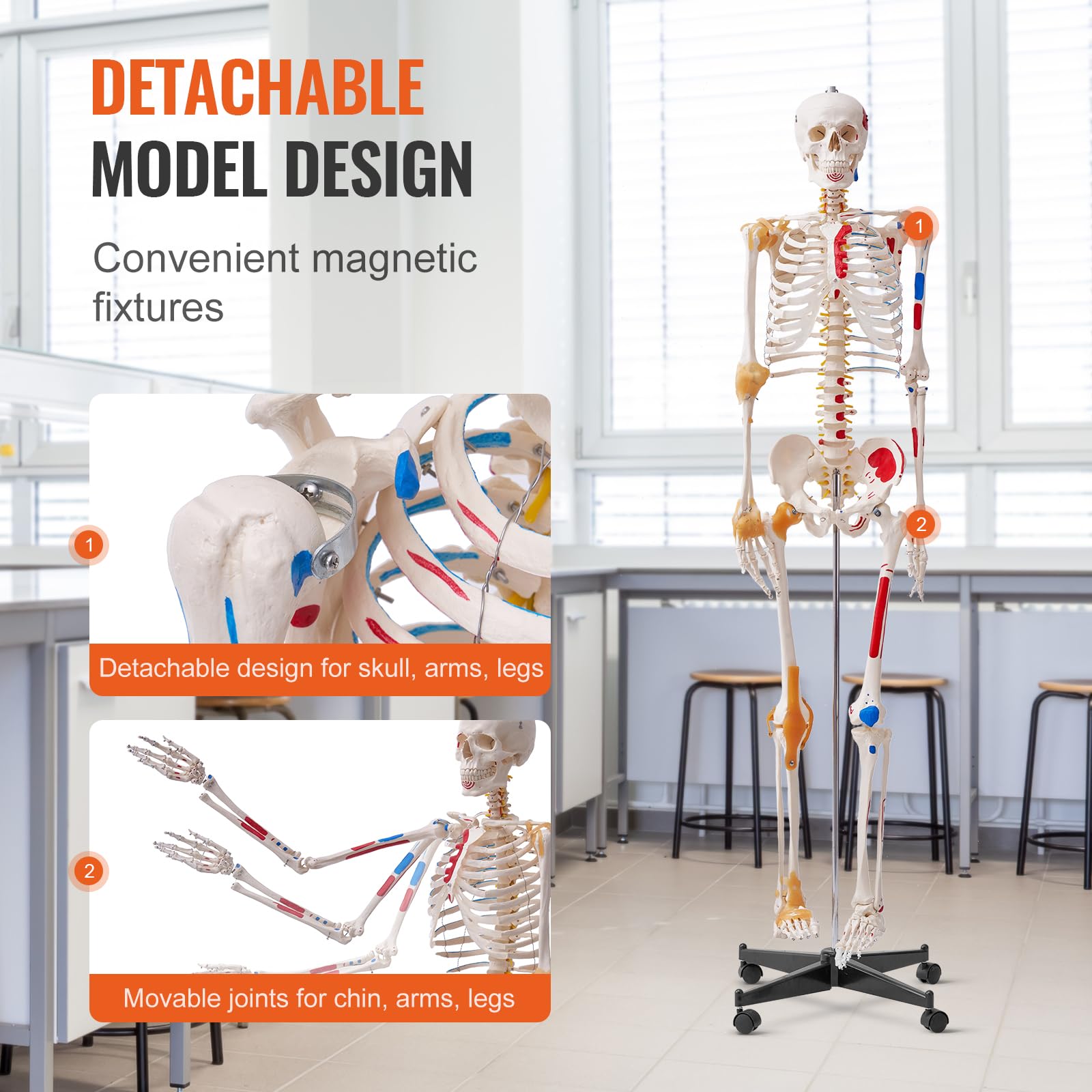 Mua VEVOR 71.65" Life Size Human Skeleton Model for Anatomy, Accurate ...