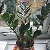 Indoor Plant - House or Office Plant Zamioculcas Zamiifolia 40cms Tall ...