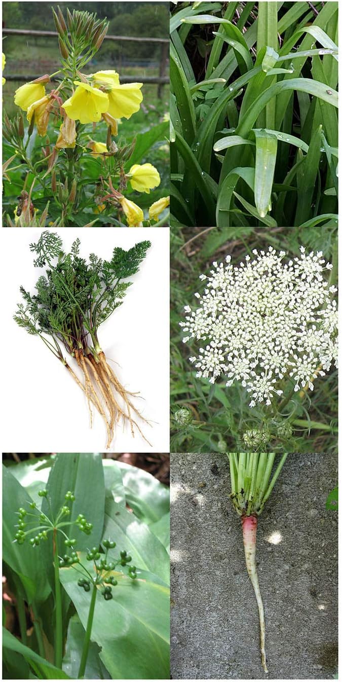 Edible Wild Plants, Seed Gift Set with 5 Wild Vegetables and Wild Herbs ...
