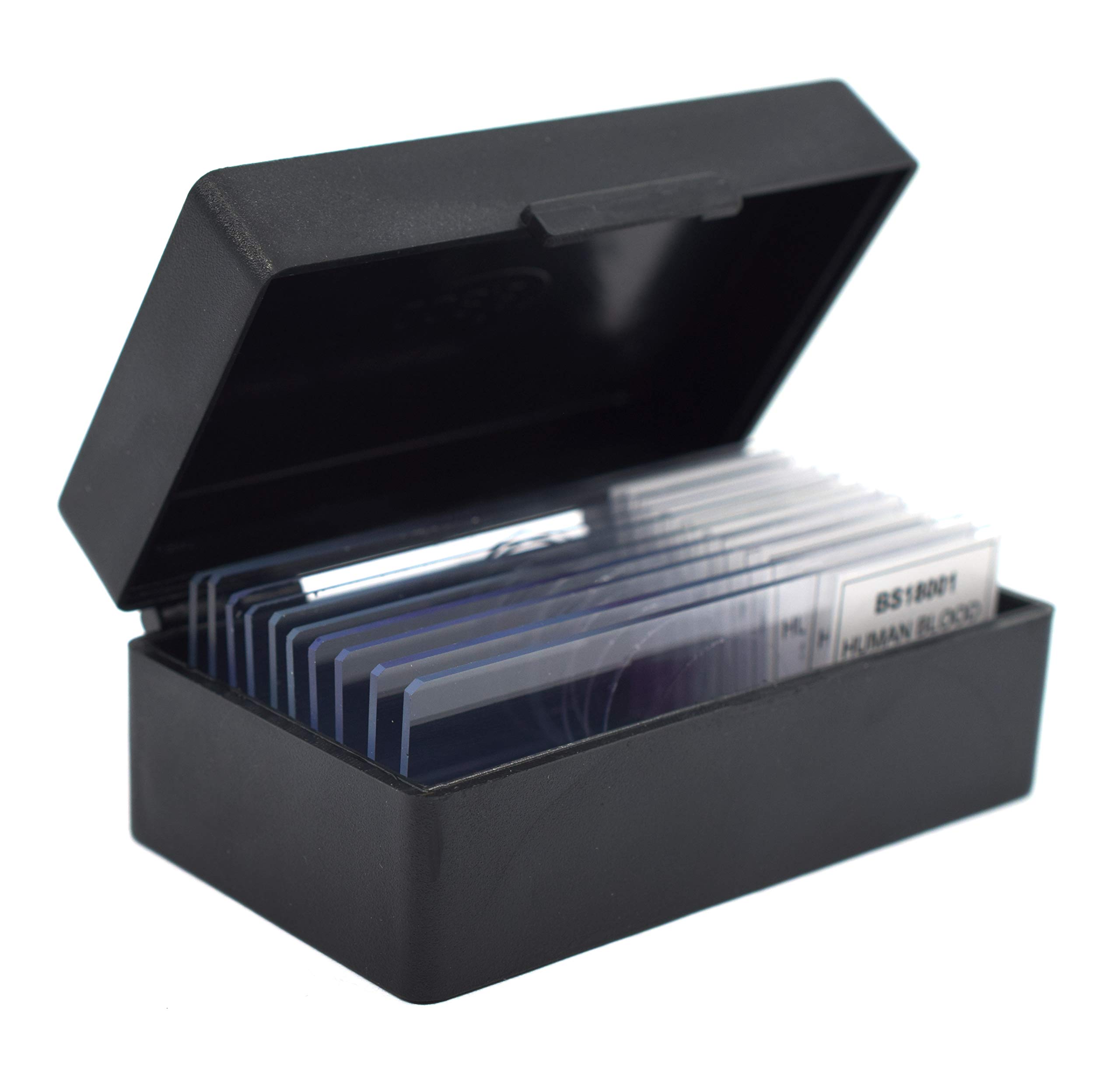 Mua EISCO 10pk Escherichia Coli Smear, Gram Stain, Prepared Microscope ...